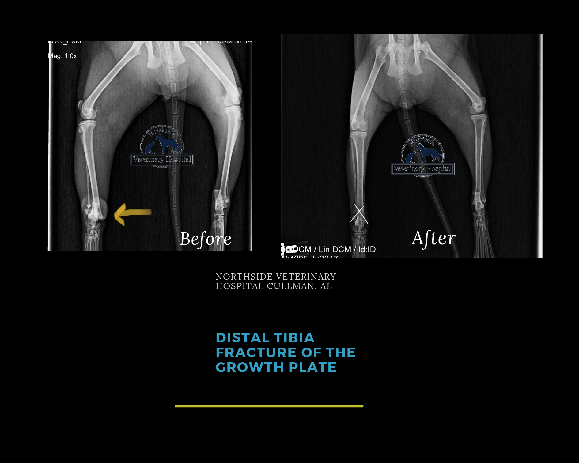 Orthopedic Bone Plating in Cullman, AL | Northside Veterinary Hospital